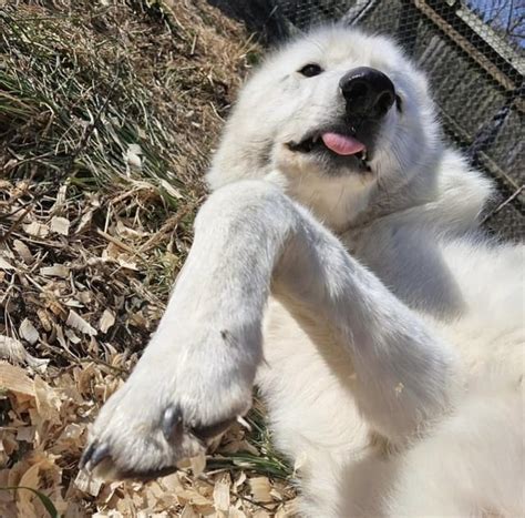 Silly Wolf Saturday R Wolves