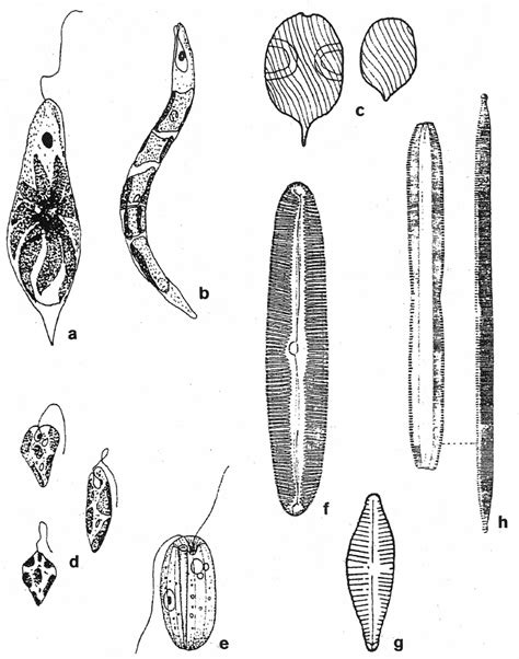 A — Euglena Viridis 2000 X B — Euglena Mutabilis 2000 X C — Download Scientific Diagram