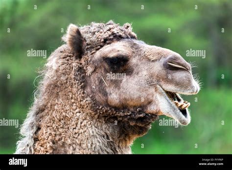 Funny Camel Images