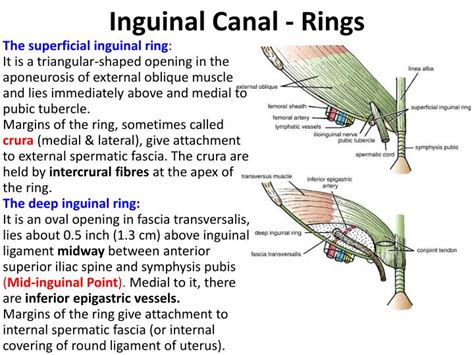Ppt Inguinal Region And Secrotum Powerpoint Presentation Id1424523