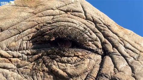 Elephants Are Really Hairy An Elephant Lesson With Tigere And Adine