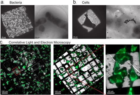 Application Results Cells And Clem A Cryo Electron Microscopy Of