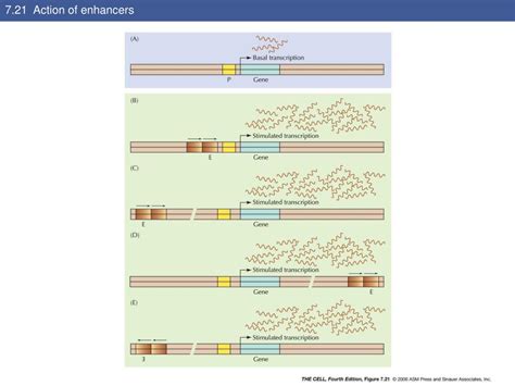 Ppt Rna Synthesis And Processing Transcription Transcriptional Regulation Rna Processing