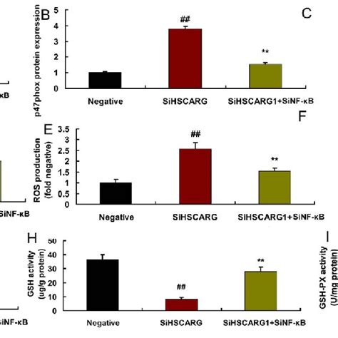 Downregulation Of Nuclear Factor Kappa B Nf κb Activity In The