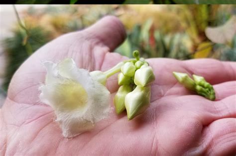 Fernaldia Pandurata Commonly Known As Loroco