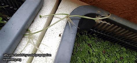Kianmengorg Notes On Gardening Part 828 Why You Should Try Nodal
