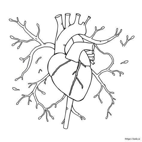Cardiovascular Coloring Pages