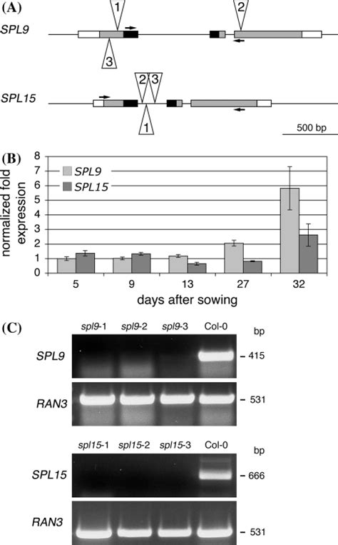 The Microrna Regulated Sbp Box Genes Spl9 And Spl15 Control Shoot Maturation In Arabidopsis Pmc