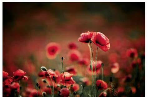 Lestweforget Precious Chilolo