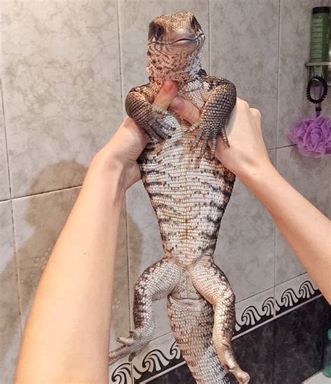 Lizard As A Pet