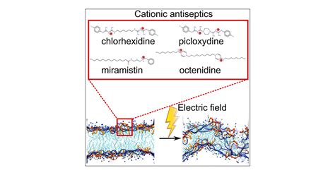 Cationic Antiseptics Facilitate Pore Formation In Model Bacterial Membranes The Journal Of