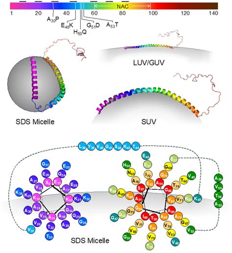 The Effects Of Lipids On α Synuclein Aggregation In Vitro Pmc