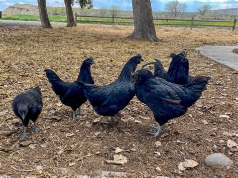 Do Black Chicken Breeds Lay Black Eggs Arda Acres