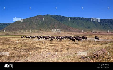 Migration Gnou Troupeau Banque De Photographies Et Dimages à Haute