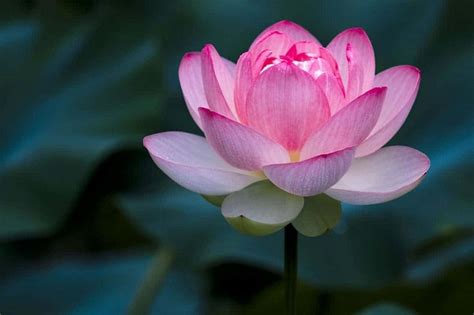 Traditional Vietnamese Flowers Most Beautiful Flowers In Vietnam Mtsivc