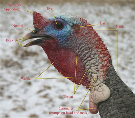 Turkey Head Anatomy