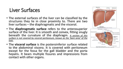 Diaphragmatic Surface Of Liver