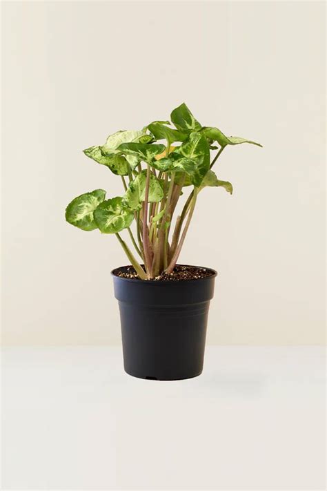 Syngonium Arrow Head Mini Compact Tropical Beauty