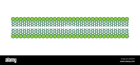 What Is The Structure Of The Cell Membrane Referred To As A Bilayer At Lynda Higgins Blog