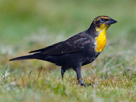 Yellow Headed Blackbird Ebird