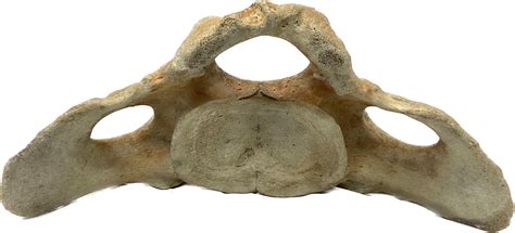 Very Large Antique Whale Vertebrae 11 For Sale At 1stdibs Fossil
