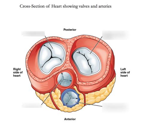 Diagram Of Chapter 14 Cross Section Of Heart Showing Valves And Diagram Of Chapter 14 Cross Section Of Heart Showing Valves And