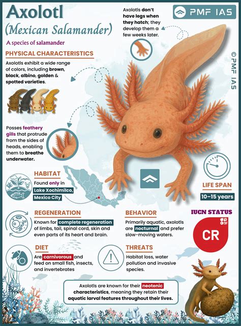 Species That Can Regenerate From Lizards To Starfish
