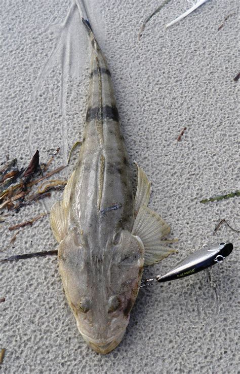 42 Cm Flathead Caloundra Landanglers Blog