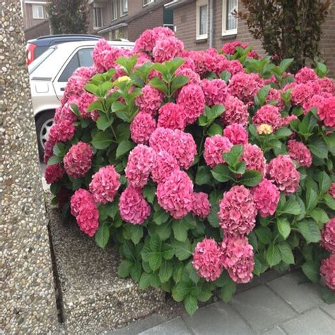 Hydrangea Macrophylla Everlasting Kolmgarip Garnet Big Leaf Hydrangea