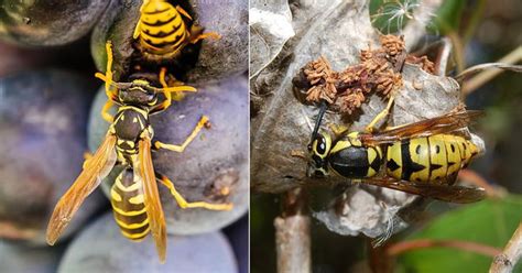 Yellow Paper Wasp Vs Yellow Jacket At Joyce Hartmann Blog