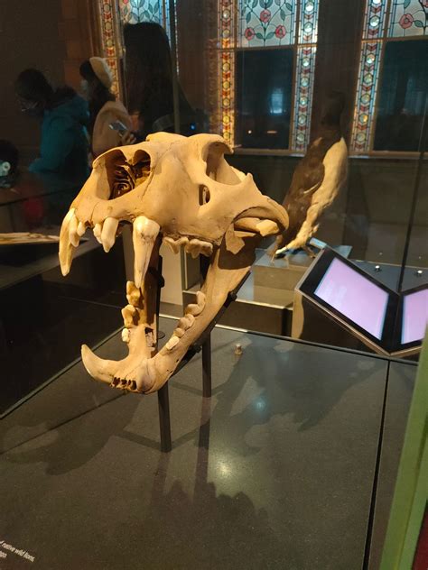 Tower Of London Barbary Lion Skulls In London