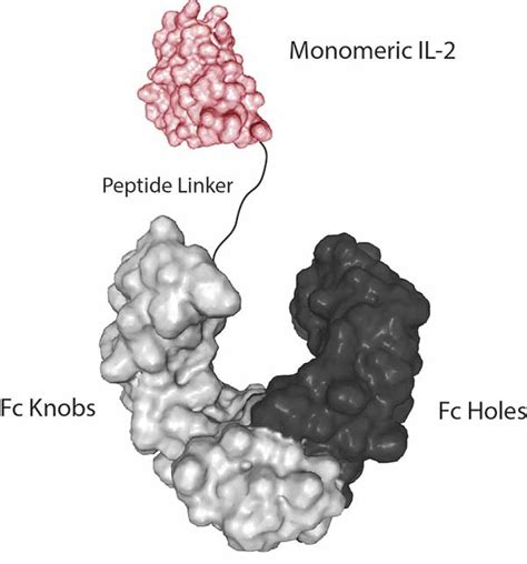Il 2 Monomeric Proteins With Enhanced Activity And Stability