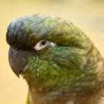 Loro Barranquero O Patagónico Cuánto Vive Dónde Y Alimentación Con Fotos