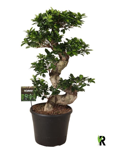 Ficus Microcarpa Ginseng Sklep Z Roślinami Cocaflora