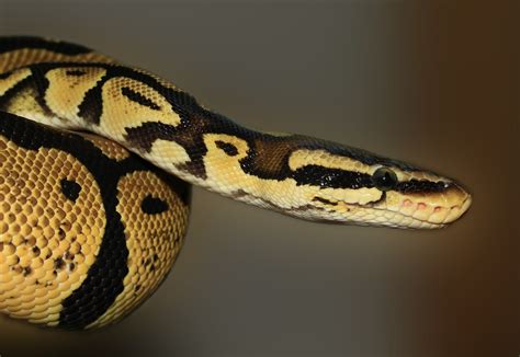 Paradox Ball Python Morph Info History Pictures And Care The Vet Desk