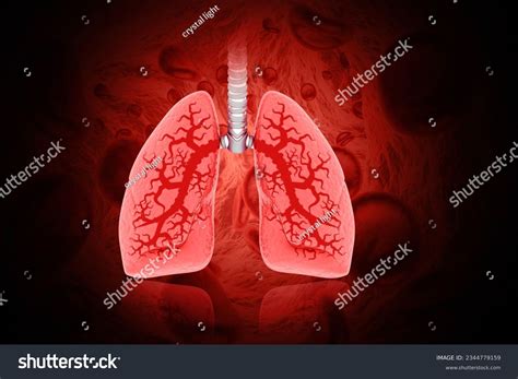 Simple Lung Diagram