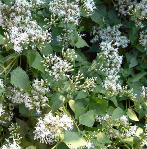 飞机草图册360百科