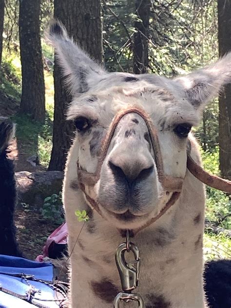 Bridger Up Close Duane Wright Flickr