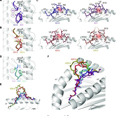 Shared And Distinct Binding Motifs Of Kk10 Epitope Forms In The E And F