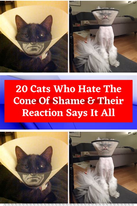 20 Cats Who Hate The Cone Of Shame Their Reaction Says It All Artofit