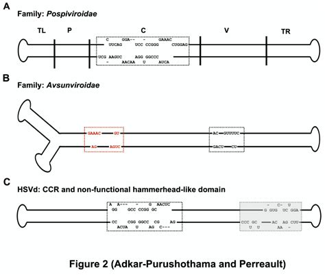 Primary And Secondary Structural Features Used For Viroid Download