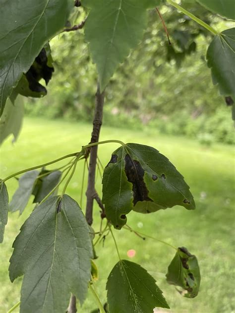 Maple Problems R Arborists