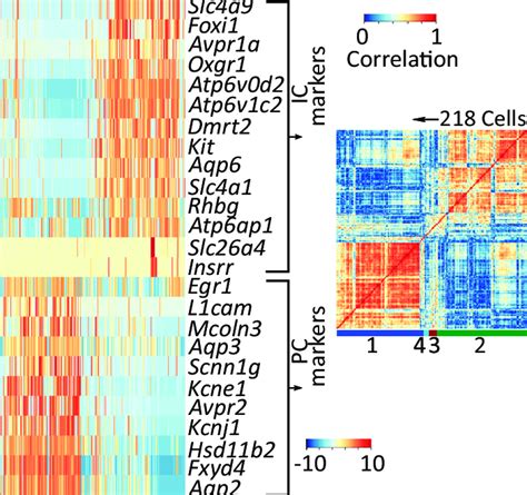Supervised Clustering Of Cells Based On Genes Known To Be Expressed In Download Scientific
