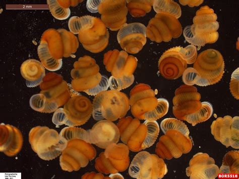 Plectostoma Kubuensis Liew Vermeulen Marzuki And Schilthuizen 2014