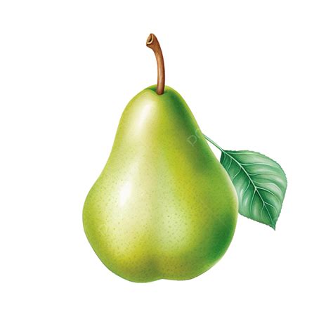 Pera Packham Png Vectores Psd E Clipart Para Descarga Gratuita Pngtree
