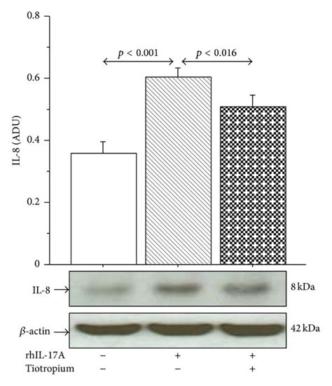 Effect Of Hemicholinium 3 Hch 3 Or Tiotropium On Il 8 Production In