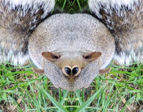 Mutant Squirrel By Tom Macpherson On Deviantart