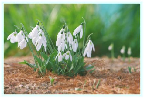 待雪草① By Kayo （id：5229206） 写真共有サイトphotohito