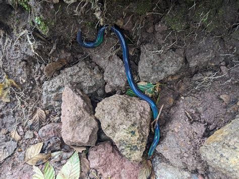 Is This A Cockroach Rwhatsthisbug