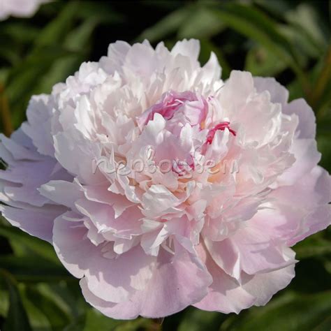 Пион молочноцветковый Печер: купить саженцы Paeonia lactiflora Pecher в ...